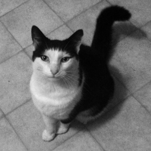 Moodle Tech Tip Cron Elearningworld Org